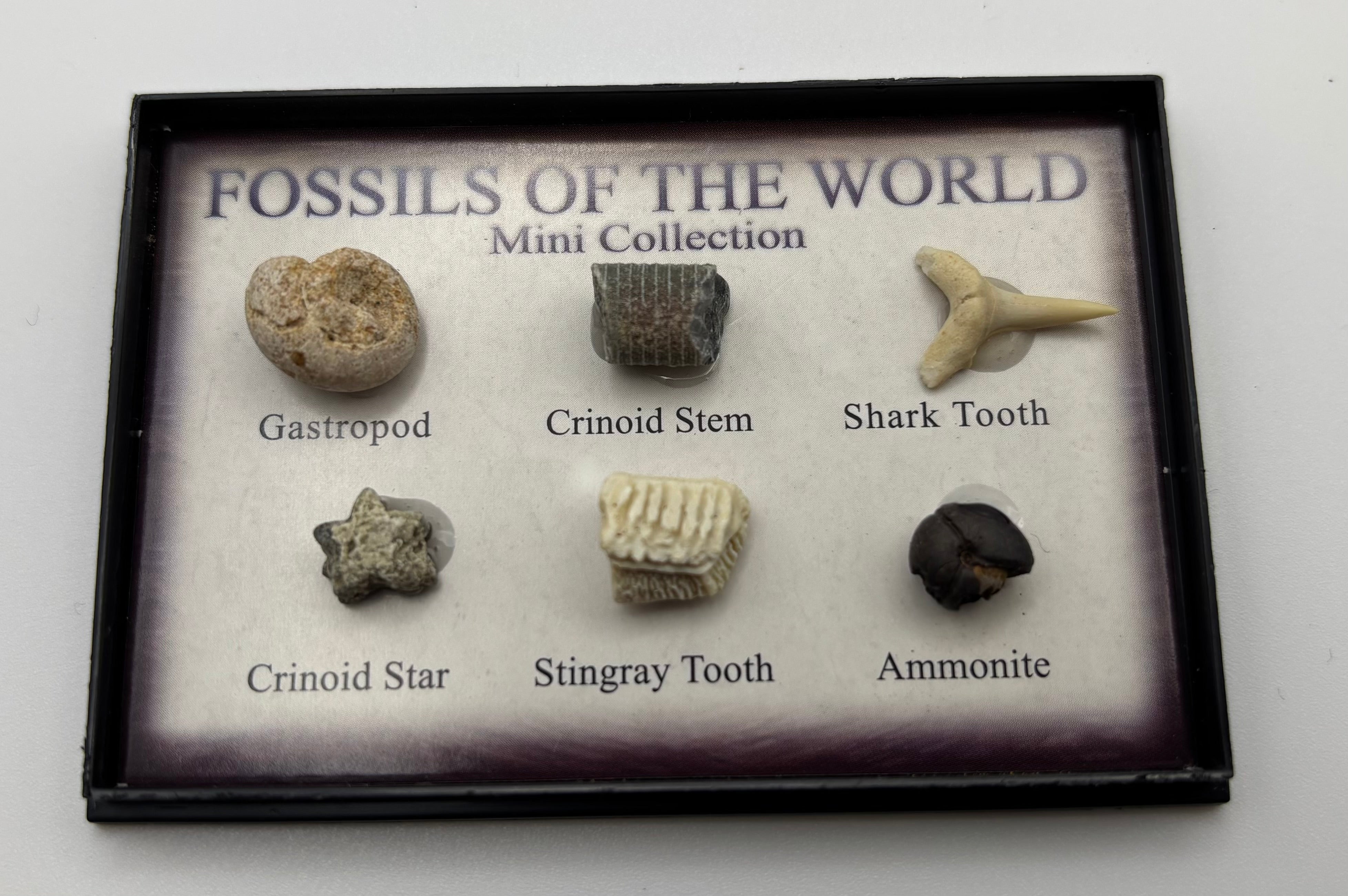Fossils of the World - Mini Collection – Dinosaur & Fossil Shop RHB